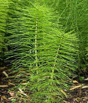 Preslica krepi in zdravi prostato | Bodi eko