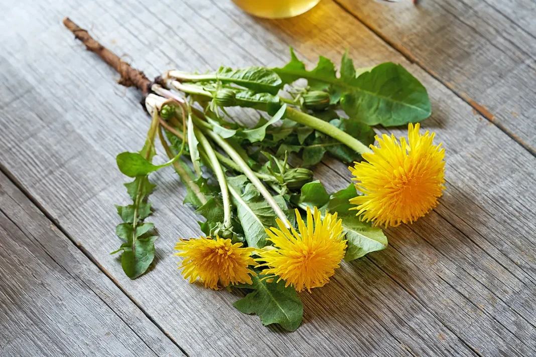 Regrat: Zdravilne lastnosti in uporaba | Bodi eko