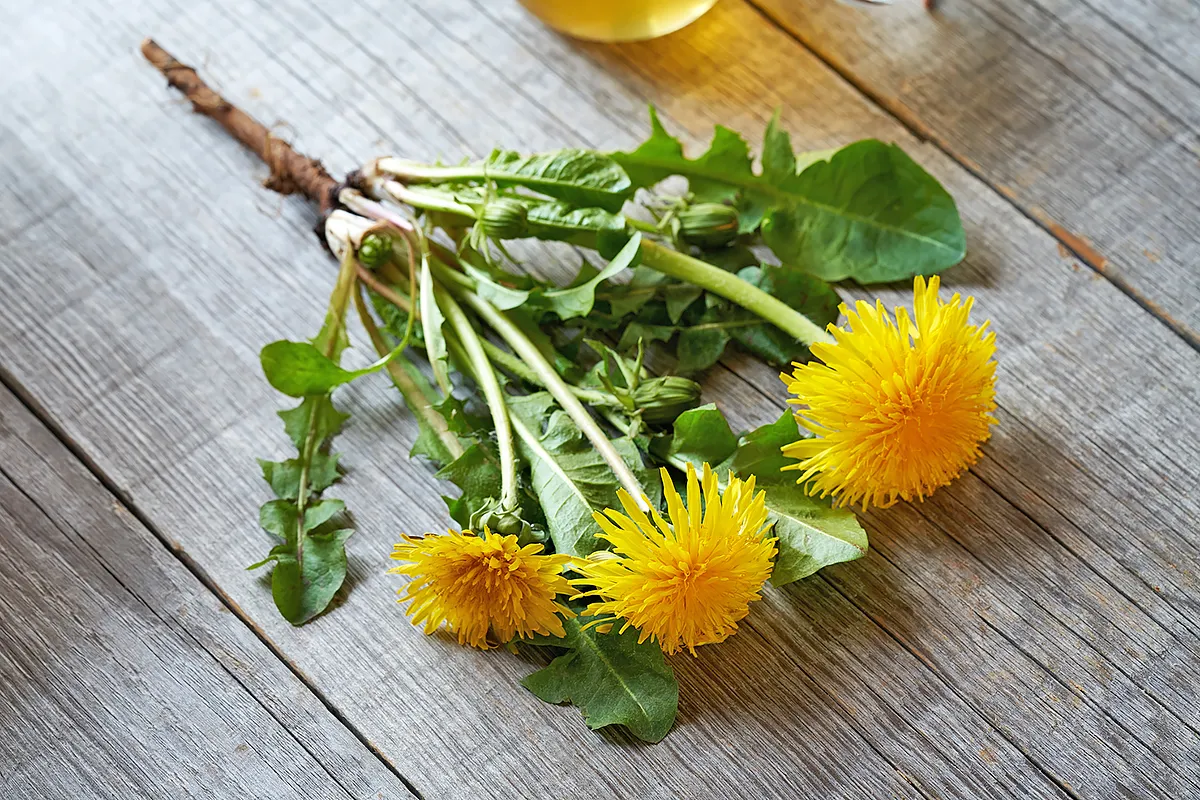 Regrat: Zdravilne lastnosti in uporaba | Bodi eko