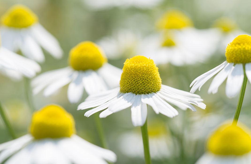 Kamilica: najbolj priljubljena zdravilna rastlina | Bodi eko