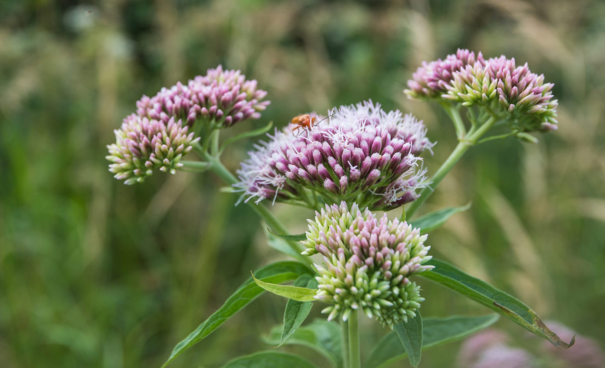 Baldrijan za boljši spanec in notranji mir | Bodi eko