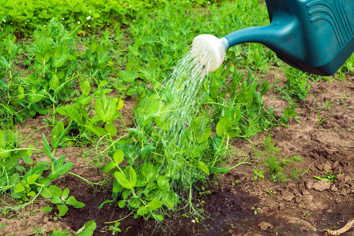 Zalivanje vrta z deževnico za trajnostno vrtnarjenje | Bodi eko