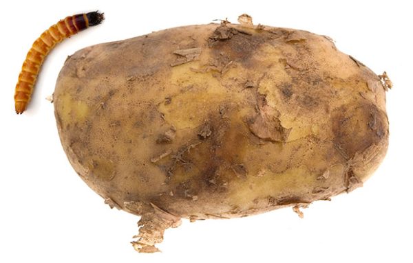 Nasvet strokovnjaka: Strune na vrtu in kako se jih znebiti | Bodi eko