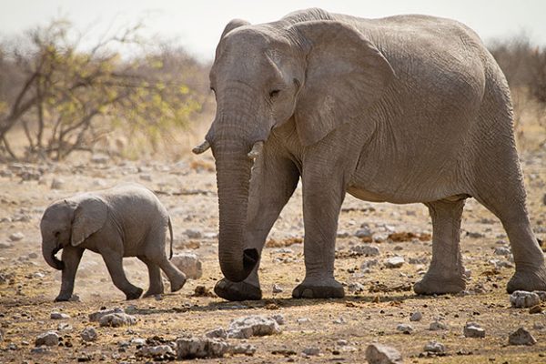 Slon - velika, a prijazna žival | Bodi eko