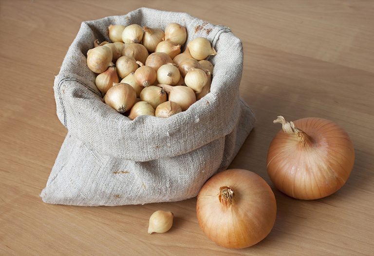Sajenje čebule: Čebula iz semena ali iz čebulčka | Bodi eko