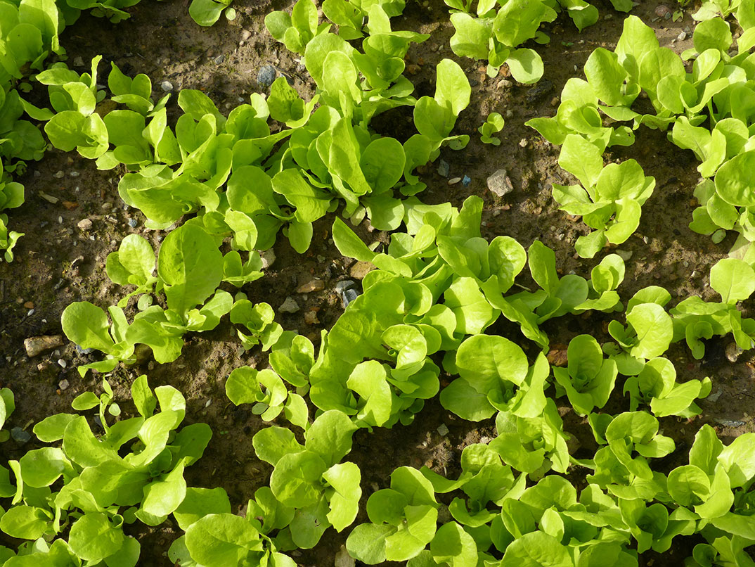 Solata – med prvimi in zadnjimi vrtninami | Bodi eko