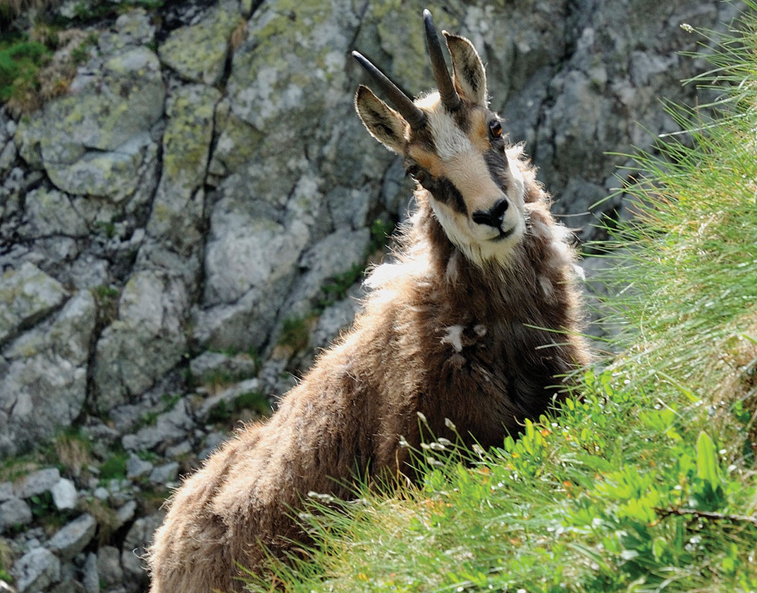 Gamsi - spretni prebivalci naših gora | Bodi eko