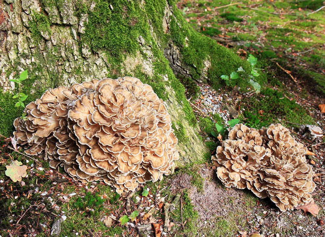 Gobe maitake - Uživamo jih lahko sočasno s kemoterapijo | Bodi eko