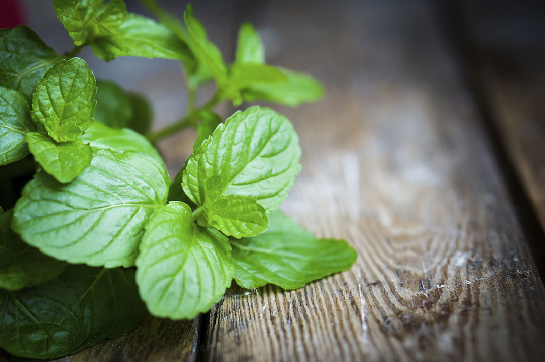 9 razlogov, zakaj je dobro uživati poprovo meto | Bodi eko