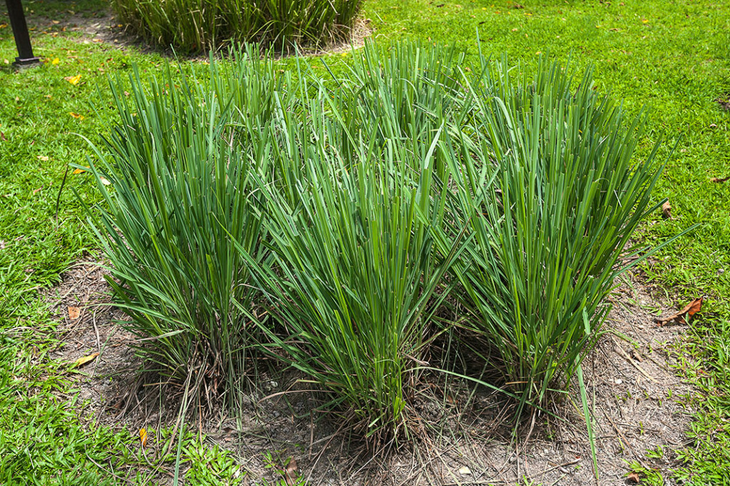 Limonska trava in njene zdravilne učinkovine | Bodi eko