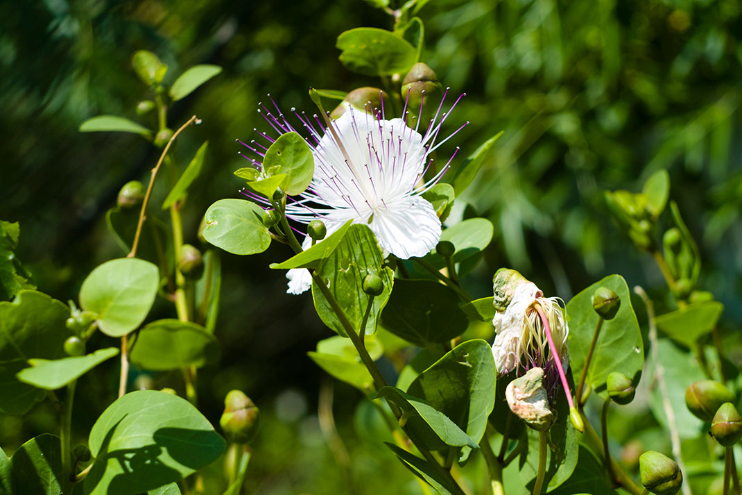 Kapre in kaprovec – veličastna cvetoča rastlina | Bodi eko
