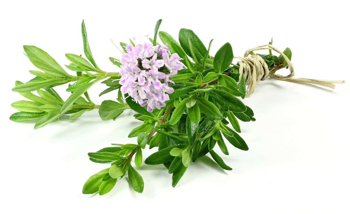 Timijan pomaga pri vnetem grlu in prehladu | Bodi eko