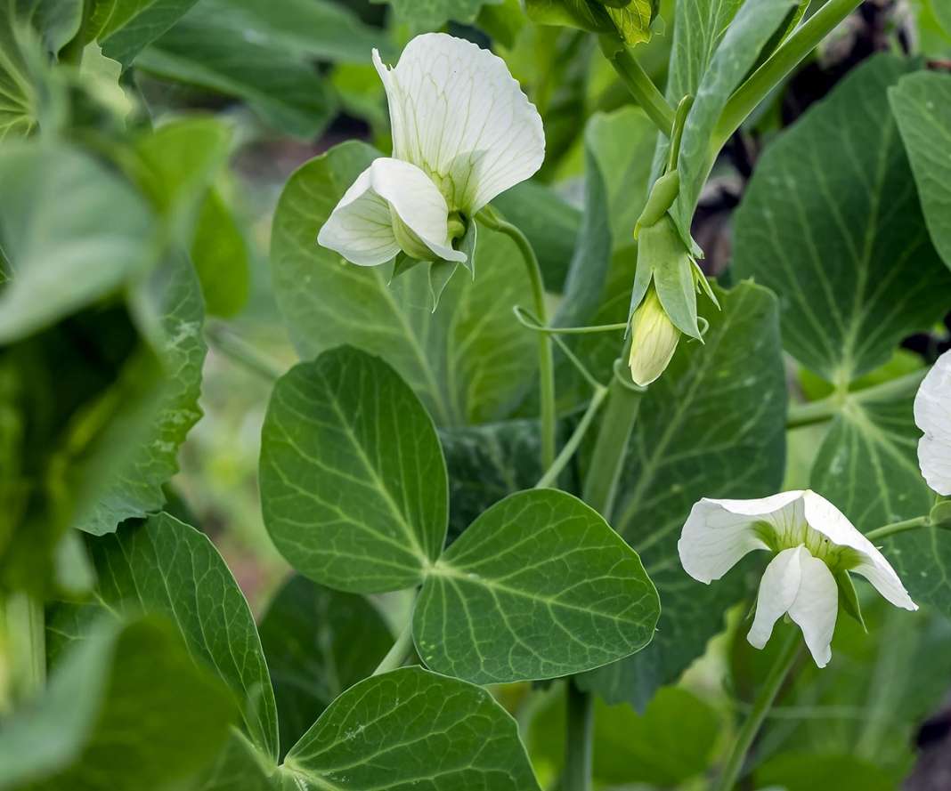 Grah – priljubljena zelenjava in kdaj je čas za setev | Bodi eko
