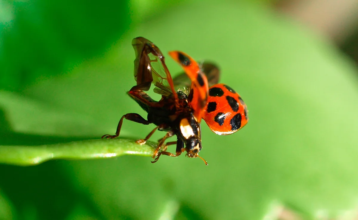 Fascinantni življenjski cikli pikapolonice | Bodi eko