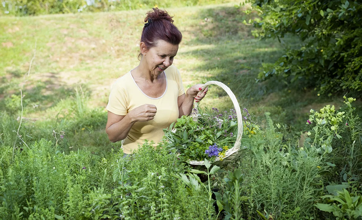 Septembrske zdravilne rastline za telo in vrt | Bodi eko
