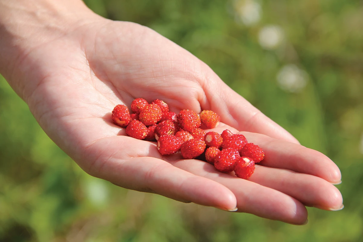 Gozdne jagode za drobne užitke | Bodi eko