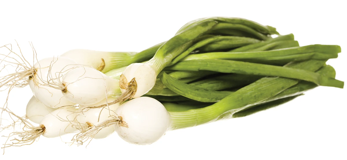 Stoletna čebula: Navodila za uspešno setev in gojenje | Bodi eko