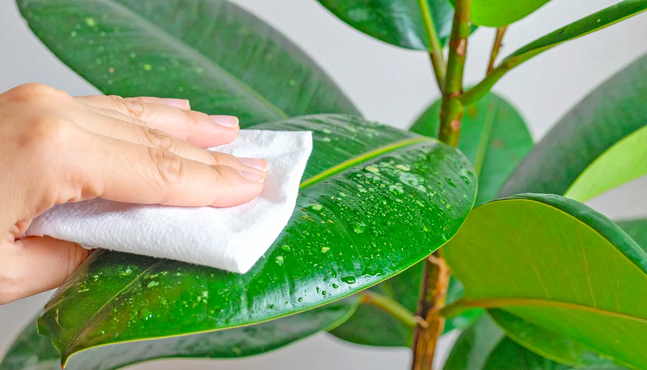 Če se na listih sobnih rastlin pojavi lepljiva plast, ne čakajte ...